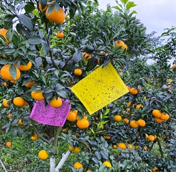 Biodegradable Insect Sticky Traps | Naturally Neem NZ