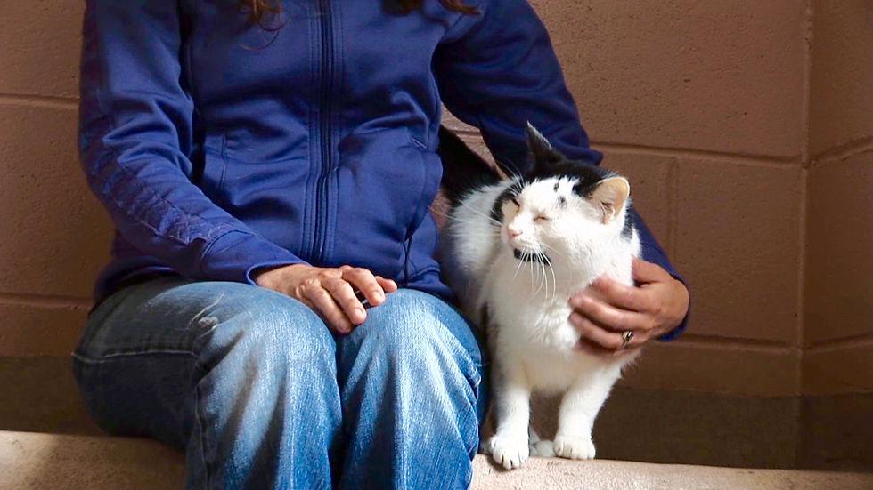 Cats as Healers and Teachers: How Felines Teach Us the 6 Pillars of ...