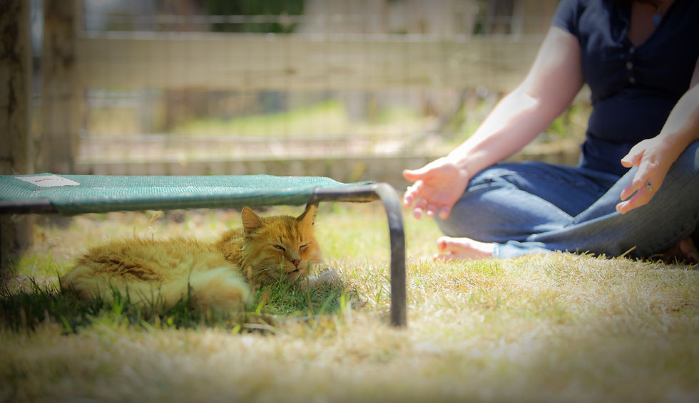 Cats as Healers and Teachers: How Felines Teach Us the 6 Pillars of ...