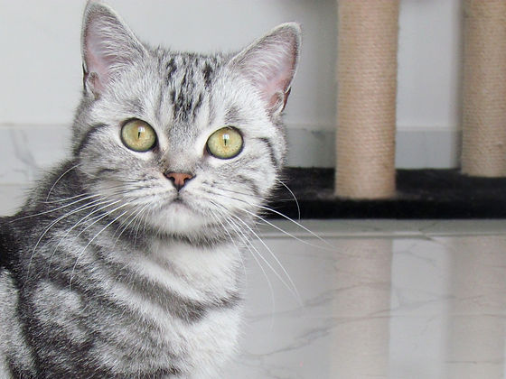 TCA (Traditional Cat Association) | Sweetheart Folds