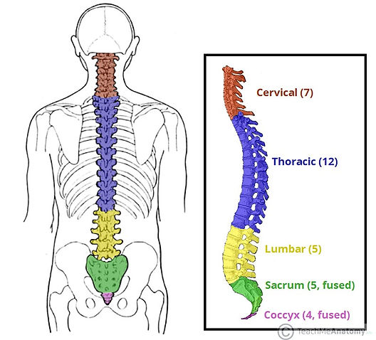 coccyx bone use