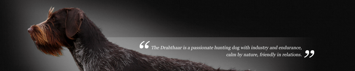 Breeders | VDD Group of North America