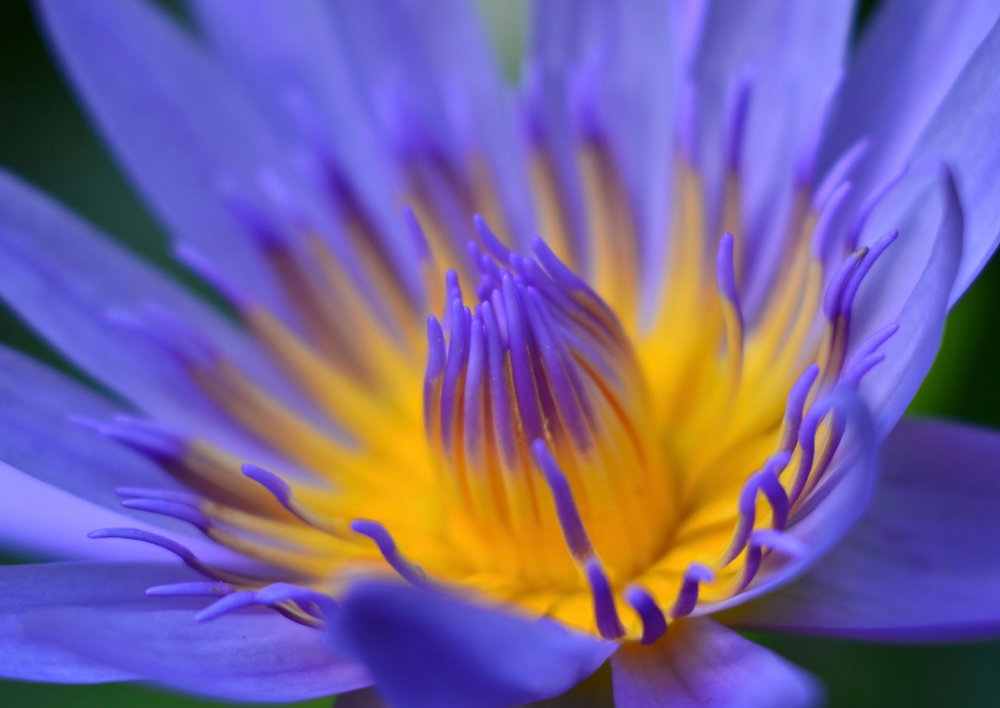 Unlocking the Secrets of Blue Lotus Absolute: A Natural Wonder for Your ...