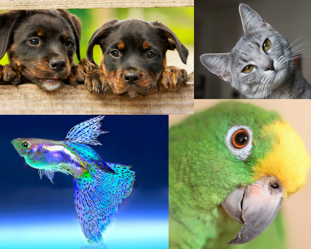 Home Pets Can Spread to You More Than Love