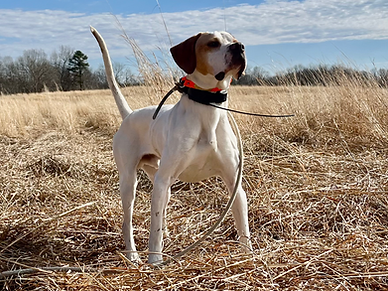 Prestige Pointers | English Pointers Puppies In Training, Best Bird Dogs