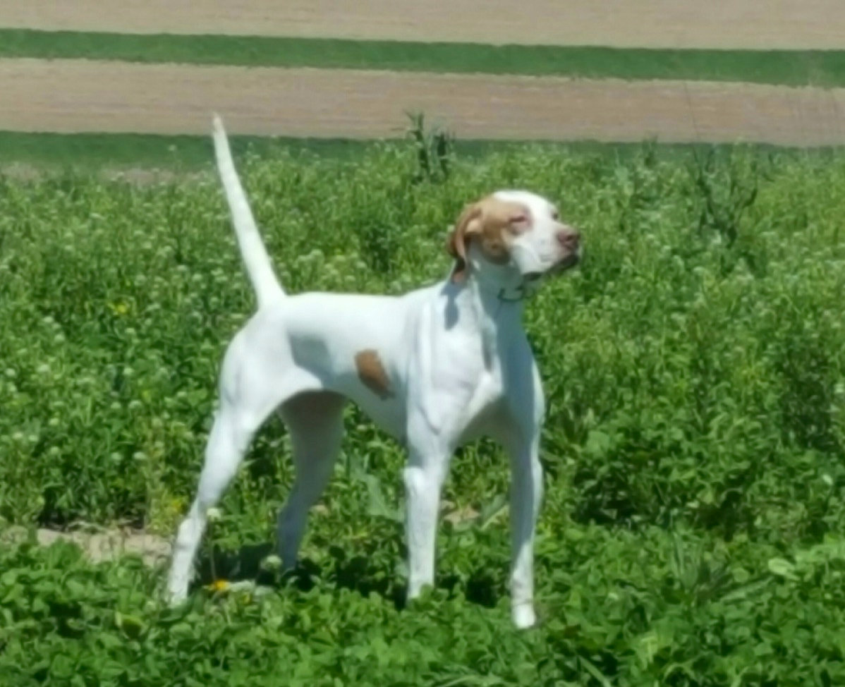 Hackberry's Elhew Sydney