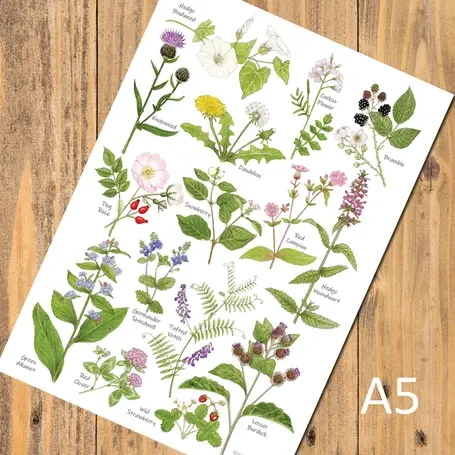 Hedgerow Wild Flowers ID A5 chart | Never Mind the Burdo
