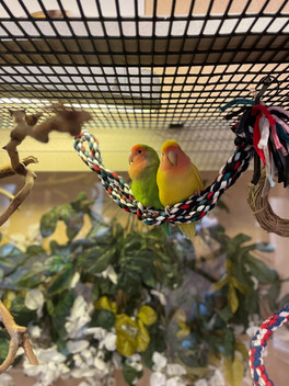 Aviaries | Robins Nest Aviaries & Aquariums