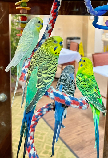 Aviaries | Robins Nest Aviaries & Aquariums