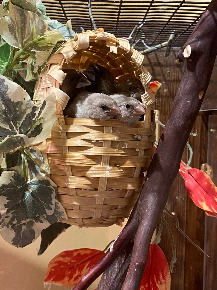 Aviaries | Robins Nest Aviaries & Aquariums