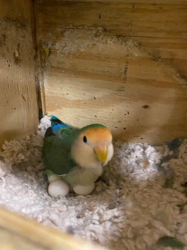 Aviaries | Robins Nest Aviaries & Aquariums