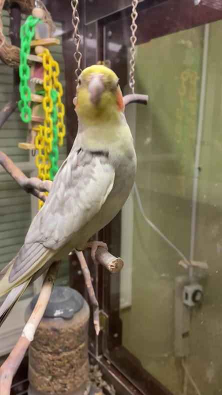 Aviaries | Robins Nest Aviaries & Aquariums