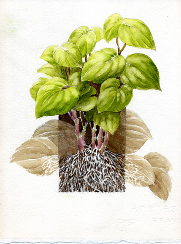 Awa Plant | Sabado Art Hawaii