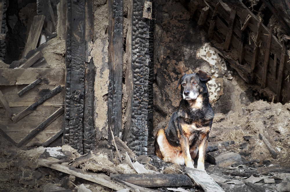 Planning Ahead Saves Lives: Animal Disaster Preparedness