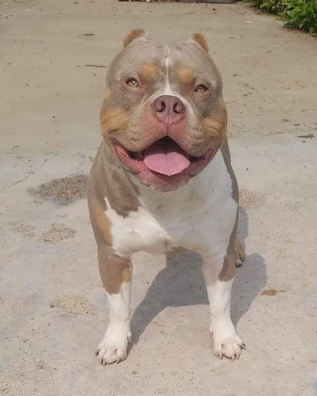 Home | ObduroBullies