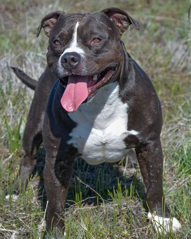 Home | ObduroBullies