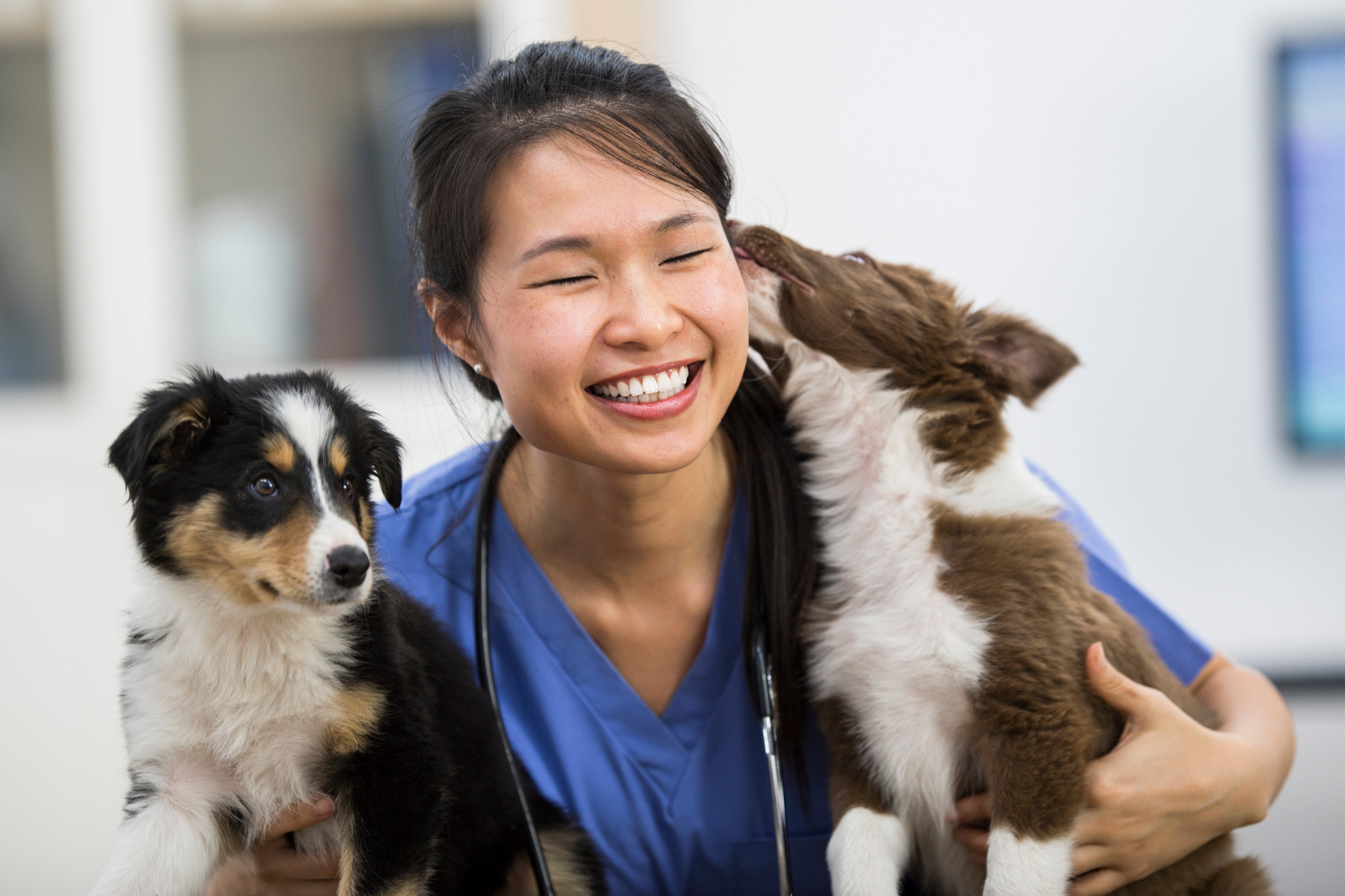 Home | Maplewood Veterinary Center | United States