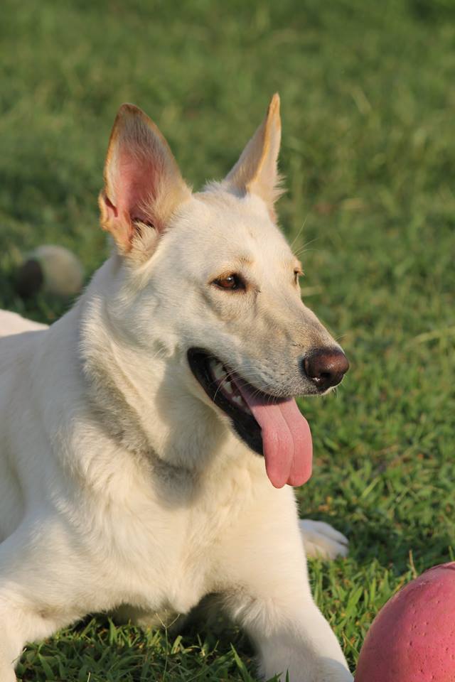 Echo Dogs White Shepherd Rescue