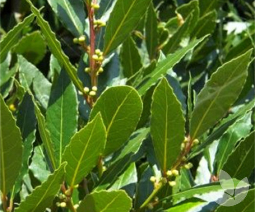 LAURUS BAY TREE | Gippy Garden Plants