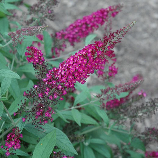 Buddleja CranRazz | Gippy Garden Plants