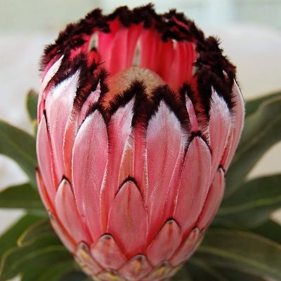 PROTEA PINK MINK | Gippy Garden Plants