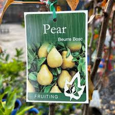 Bosc Pear | Gippy Garden Plants