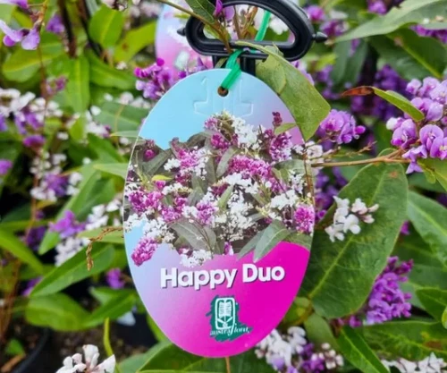 HARDENBERGIA HAPPY DUO | Gippy Garden Plants