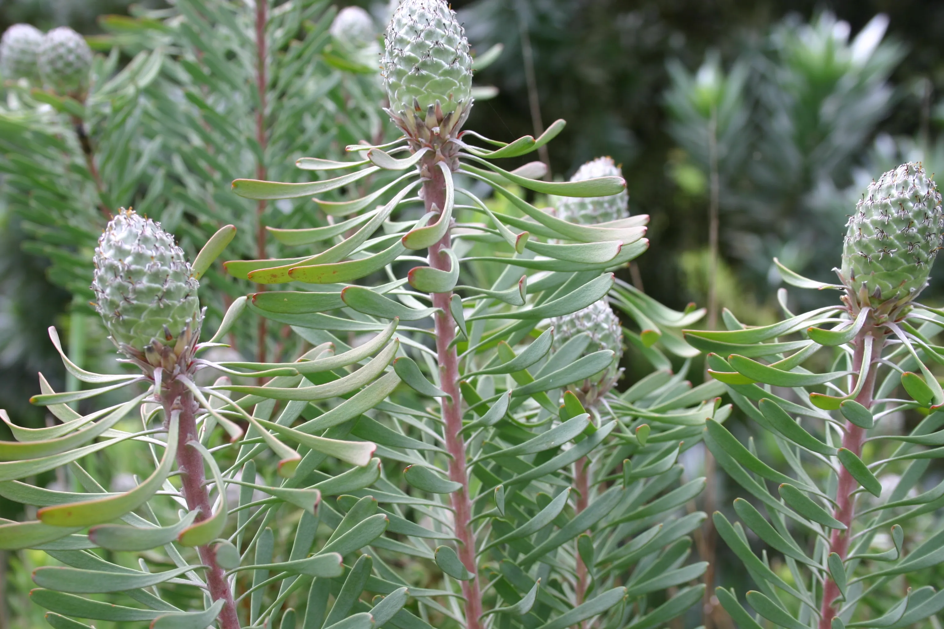 LEUCADENDRON PURPLE HAZE | Gippy Garden Plants