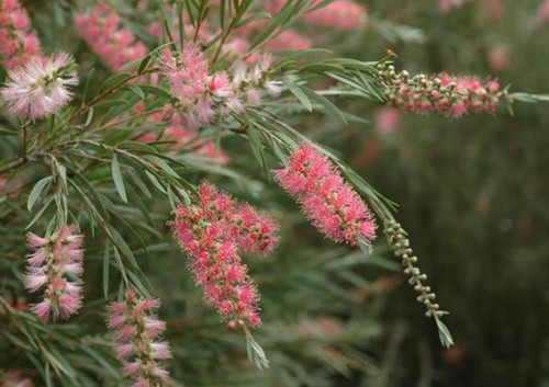 CALLISTEMON INJUNE PINK BOTTLEBRUSH | Gippy Garden Plants