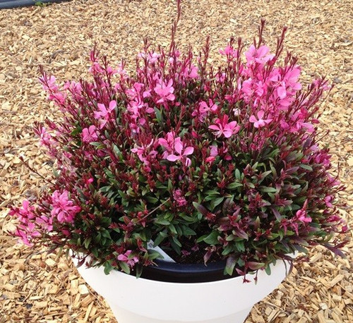 GAURA PINK BUTTERFLY BUSH | Gippy Garden Plants