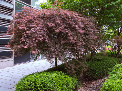 RED WEEPING JAPANESE MAPLE | Gippy Garden Plants