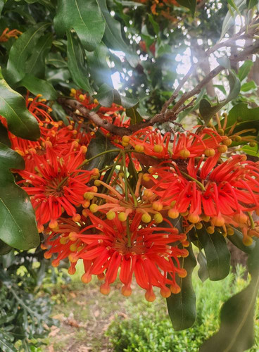 FIREWHEEL TREE | Gippy Garden Plants