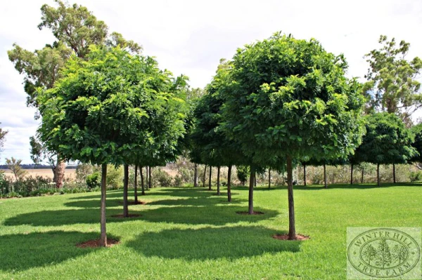 Mop Top Trees | Gippy Garden Plants