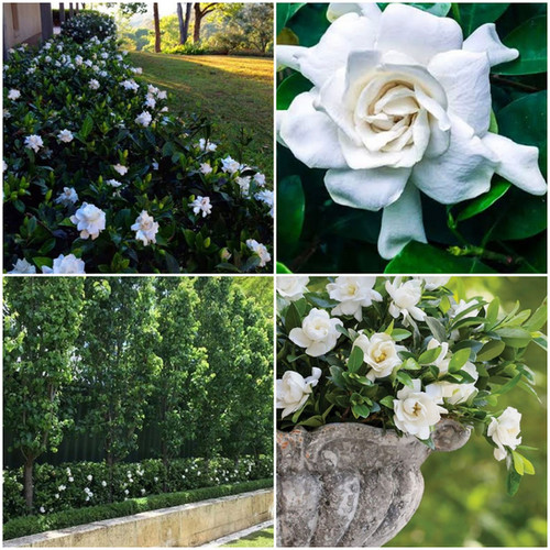 Gardenia Florida | Gippy Garden Plants