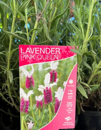LAVENDER PINK QUEEN | Gippy Garden Plants