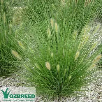 Ficinia - Knobby Club Rush Grass | Gippy Garden Plants