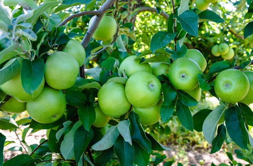 Granny Smith Apple Tree | Gippy Garden Plants