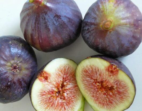 FIG BLACK GENOA FRUIT TREE | Gippy Garden Plants