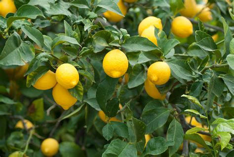 Lemon Lemonade Citrus Tree | Gippy Garden Plants