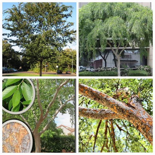CHINESE ELM TREES | Gippy Garden Plants