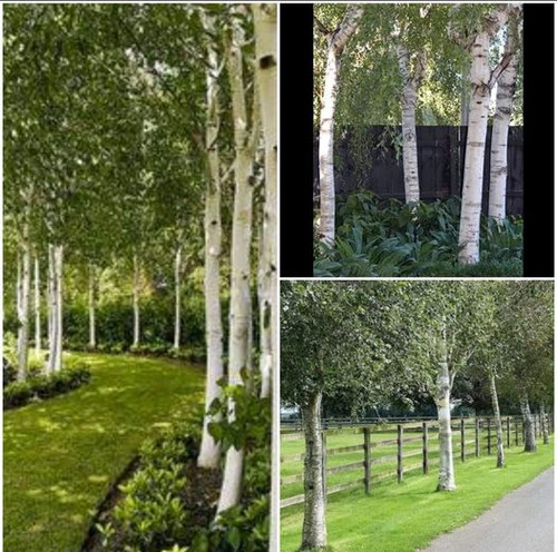 Silver Birch Trees | Gippy Garden Plants