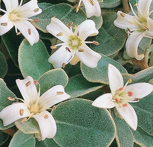 Correa Alba | Gippy Garden Plants