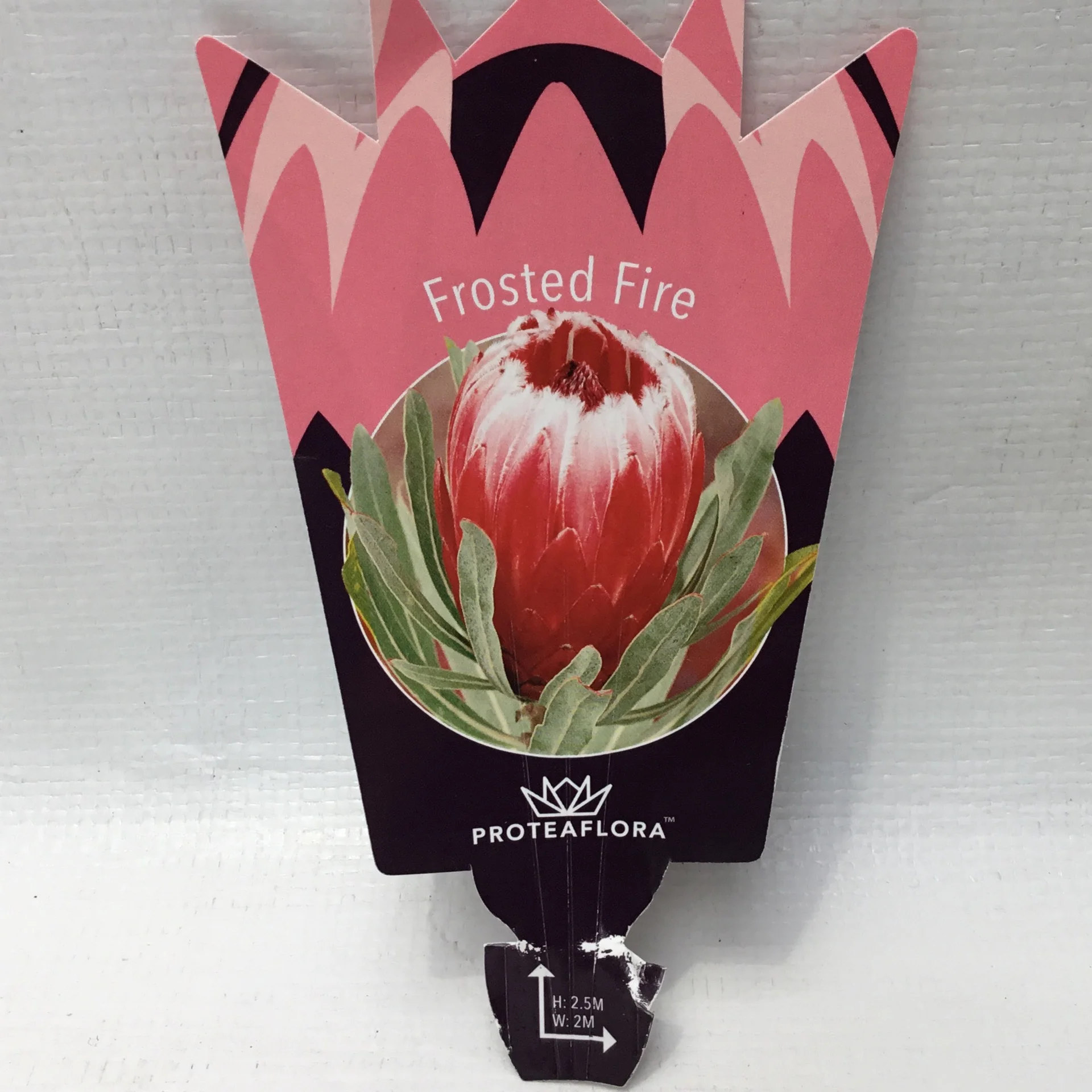 PROTEA FROSTED FIRE | Gippy Garden Plants