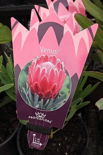 Protea Venus | Gippy Garden Plants