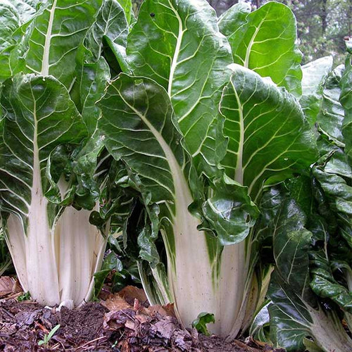 Silverbeet Seeds | Gippy Garden Plants