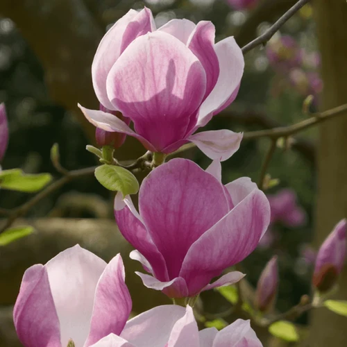 MAGNOLIA RUSTIC RUBRA | Gippy Garden Plants
