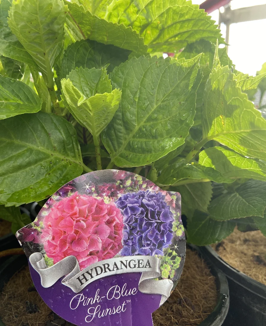 Hydrangea Pink Blue Sunset | Gippy Garden Plants