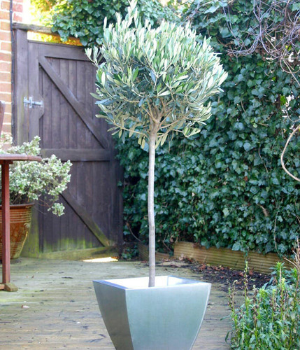 STANDARD OLIVE TREES | Gippy Garden Plants
