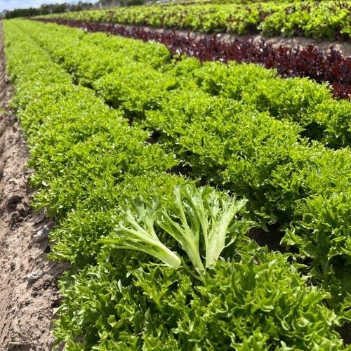 SEEDLINGS - GREEN FRILLY SALAD LETTUCE | Gippy Garden Plants