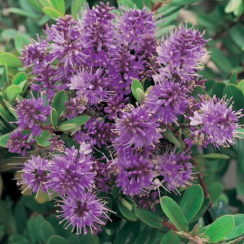 Hebe Inspiration | Gippy Garden Plants